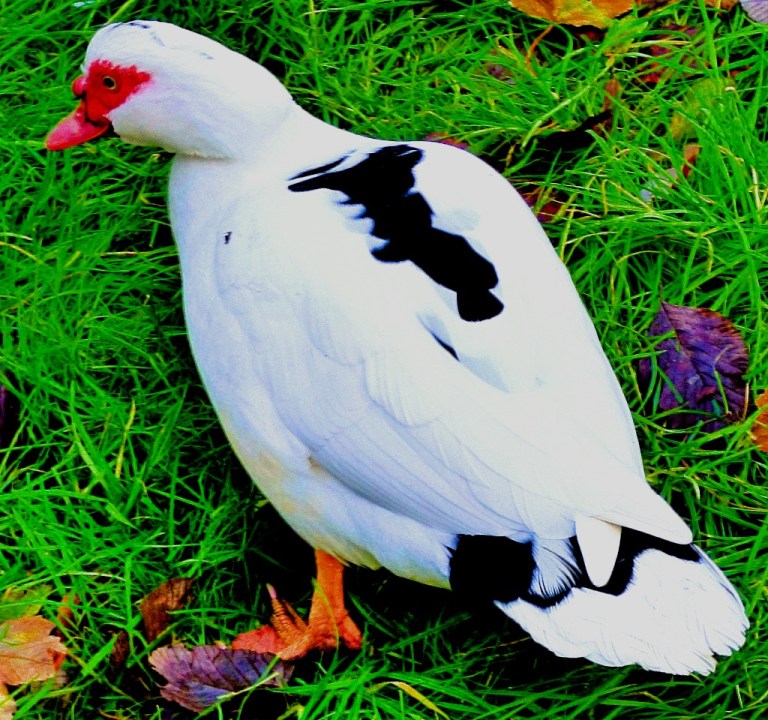 Can You Identify These Birds? – aspiblog