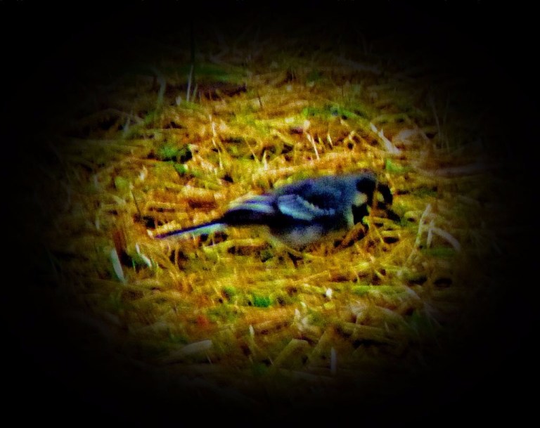 The SCOPE Christmas Meal And Some Autism Related Links – aspiblog