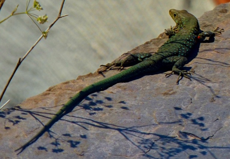 Greek Wildlife – aspiblog