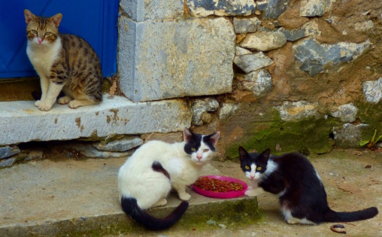 Greek Wildlife – aspiblog