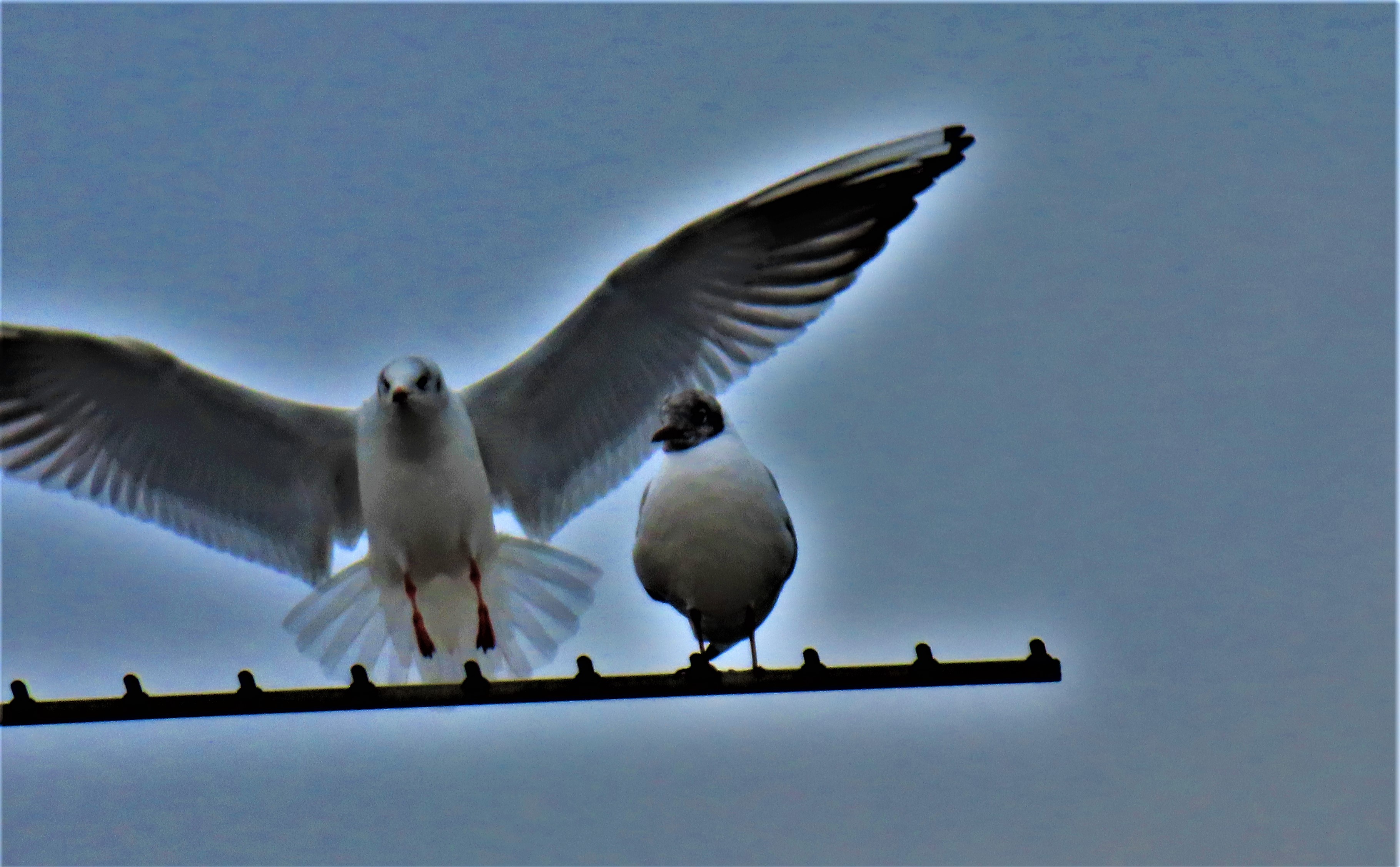 Blasts From The Past v #BBL10 Composite – aspiblog