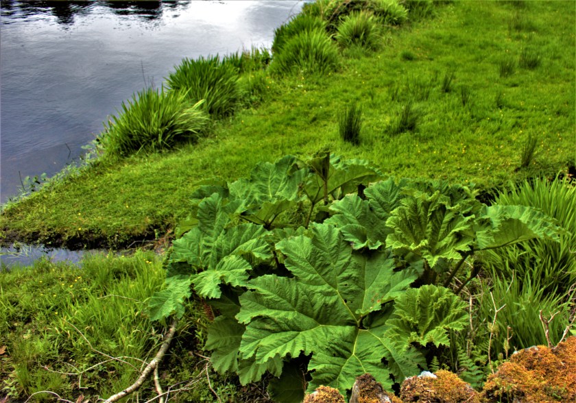 Scotland 2022: The River Shiel and Tioram Castle – aspiblog